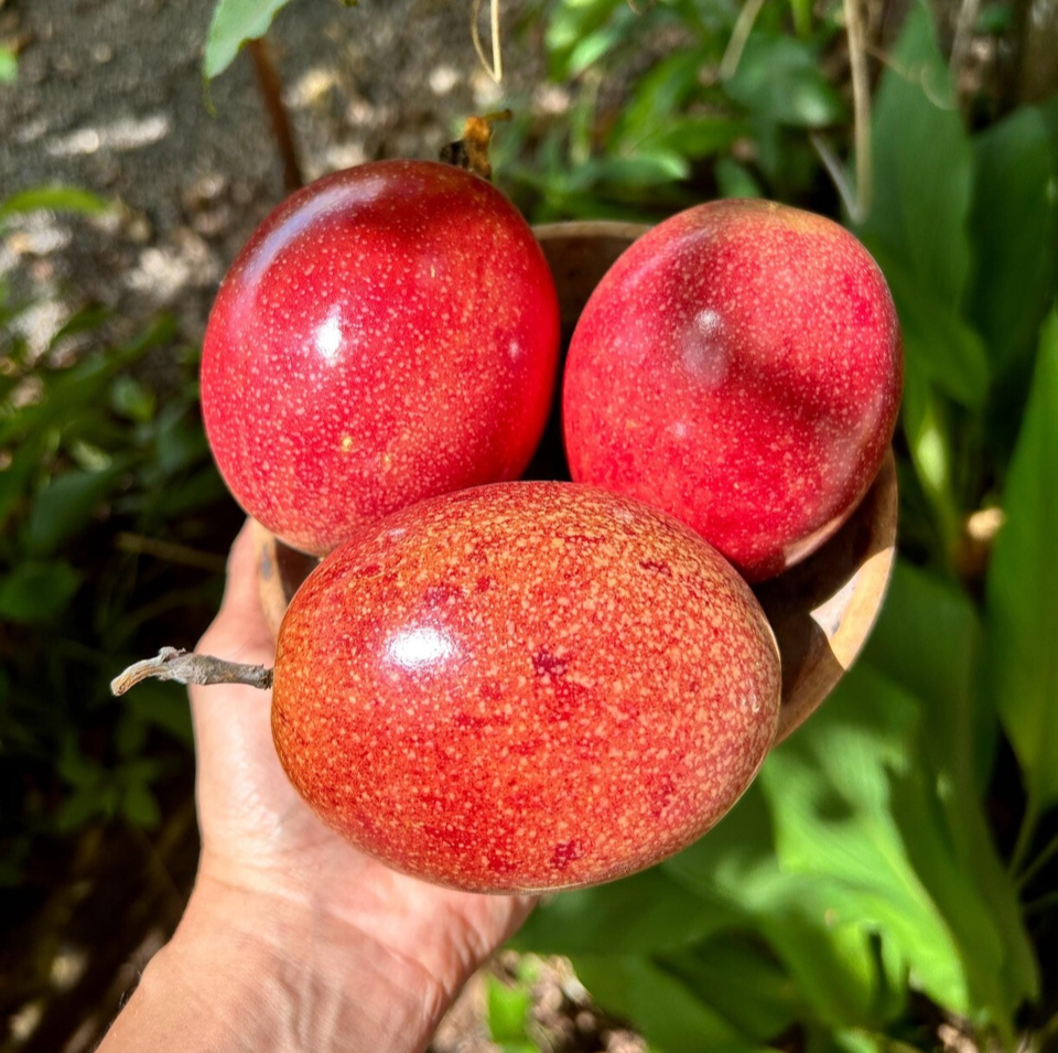 1000++ Passion Fruit Seedss (Passiflora edulis) var. Red Passion Fruit ...