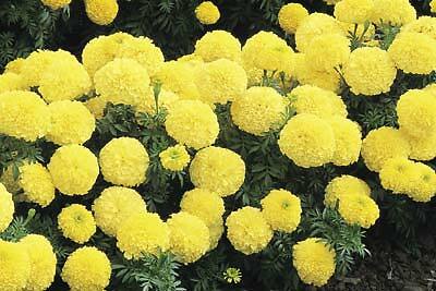 Marigold Inca II Primrose 250 seeds | eBay