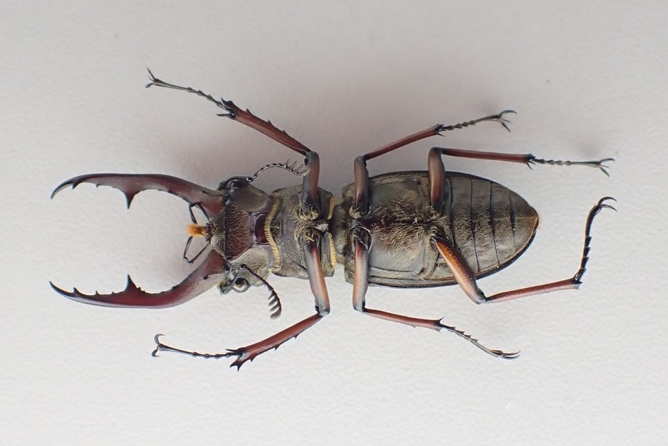 j50237. Insects, Lucanidae: Lucanus Gradivus. Vietnam North. 44mm? | eBay