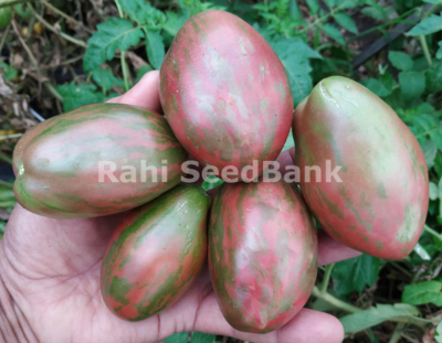 Tomato Sweet Tooth a Very Rich Sweet Meaty Premium Quality Tomato 10 ...