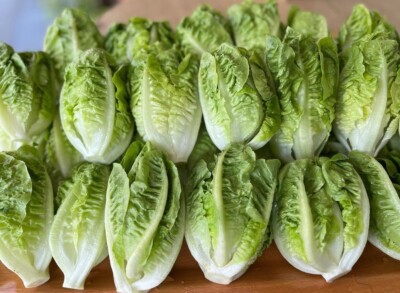 Little Gem Lettuce - Mini Baby Cos - 150 Vegetable Seeds [LIMITED STOCK ...