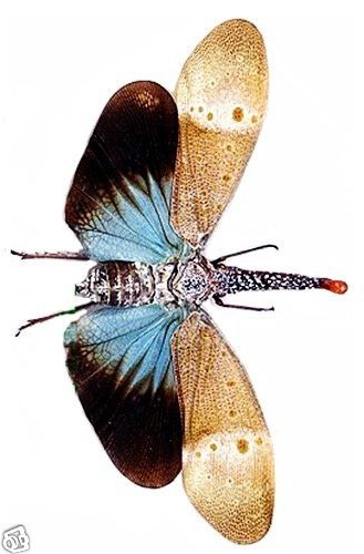 Lanternfly - Pyrops pyrorhyncha _ World's Largest -Cameron Highlands ...