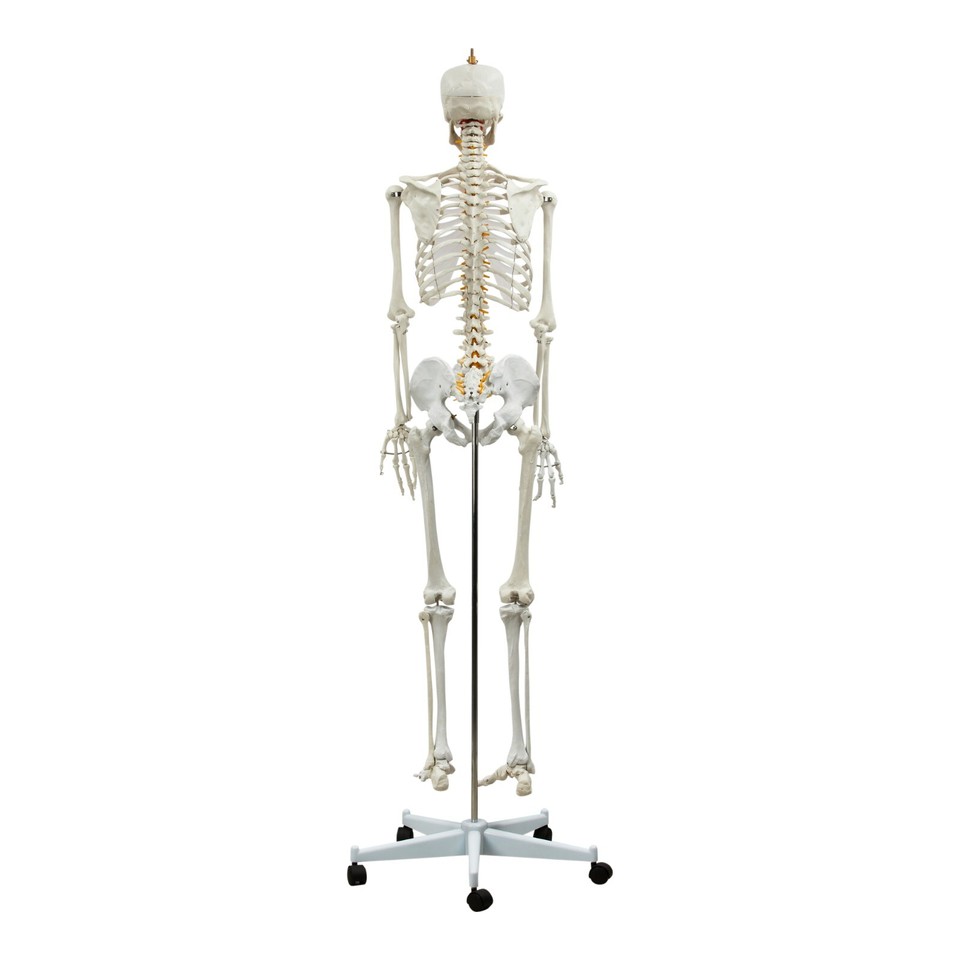 Life-Size Skeleton - Anatomically Correct Medical Human Skeleton Model ...