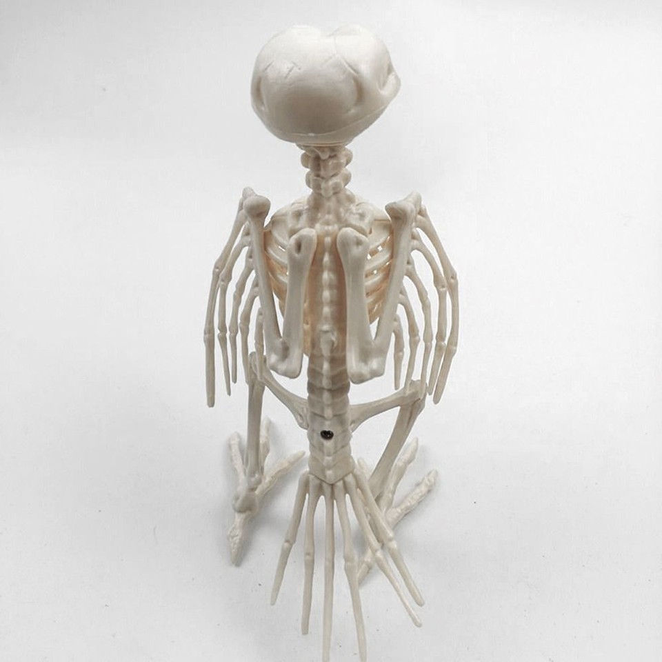 Prop Halloween Decoration Animal Skeleton Bones Skeleton Raven Crow ...