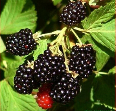 British Columbia Wild Blackberry Plant -30 Seeds- Blackberries Thorny ...