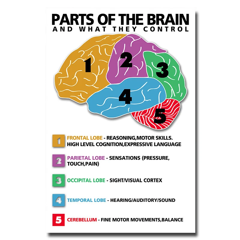 5 Main Parts Of The Brain