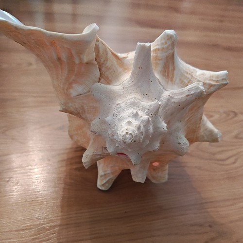 VTG 2 Large Conch Beach Shells Beautiful color | eBay
