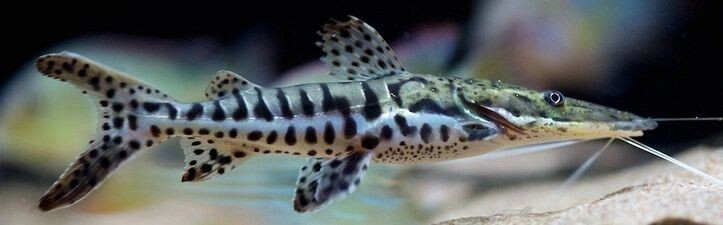 Aquatic Remedies shops Paracidol waffy