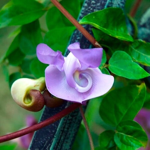 Snail Vine Seeds ~ Vigna Caracalla ~ Fragrant ~ Garden ~ Exotic ...