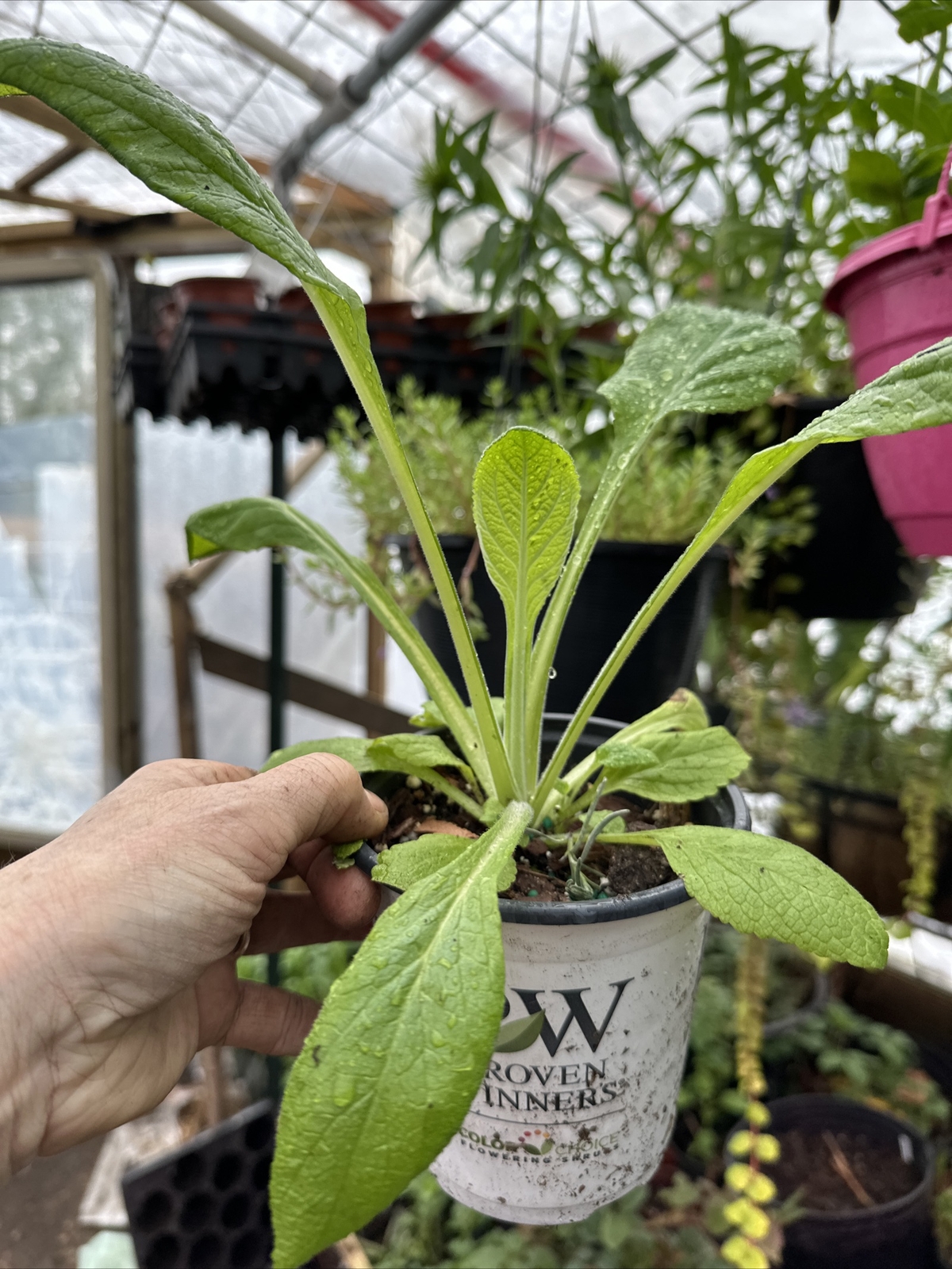 Foxglove Live Potted Plant Digitalis Flower Deer Resistant | eBay
