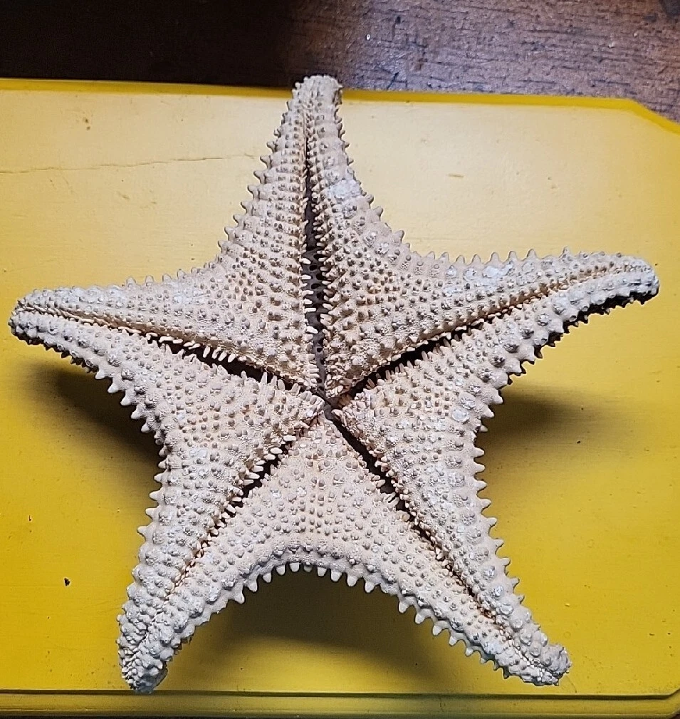 Starfish Arm