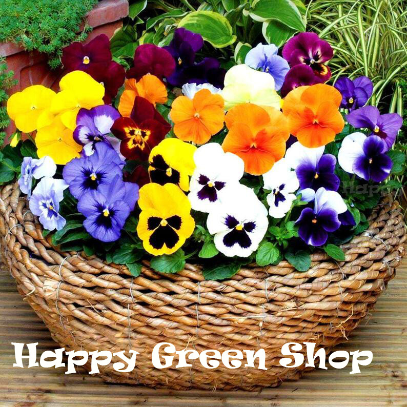 Winter Flowering Pansy 150 seeds - Viola wittrockiana hiemalis - Winter ...