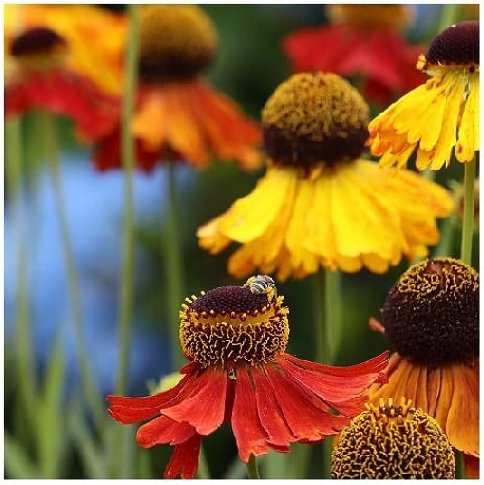 Helenium Autumnale Red & Gold HP, Sow Feb-Oct, Stunning Hardy Perennial 50 Seeds | eBay UK
