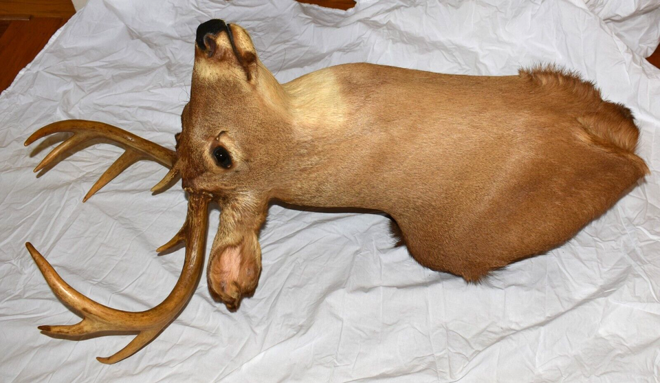 8-Point Whitetail Deer Real Wild Fighting Stag in Rut Shoulder Mount | eBay