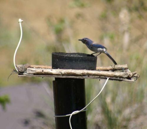 Mist Birds - Flexible Mister - 4 feet - USA Made | eBay