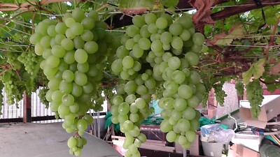 grqpe vine from cyprus white variety producing large and sweet grapes ...