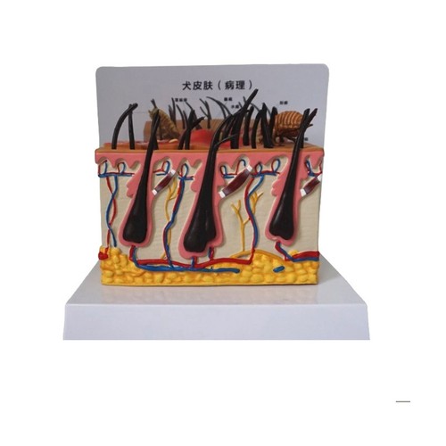 Dog Canine Skin Anatomical Model Veterinary vet anatomy display ...