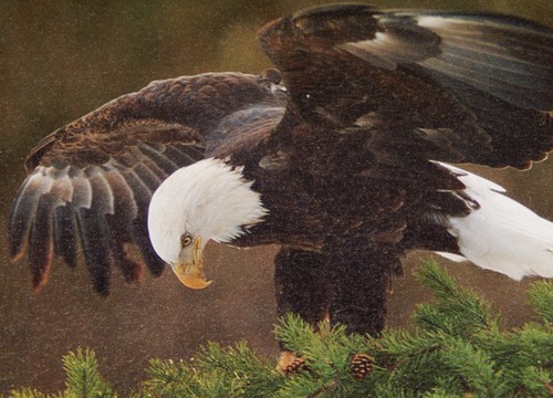 Vintage Postcard, WILD RAPTOR, American Bald Eagle National Symbol In ...