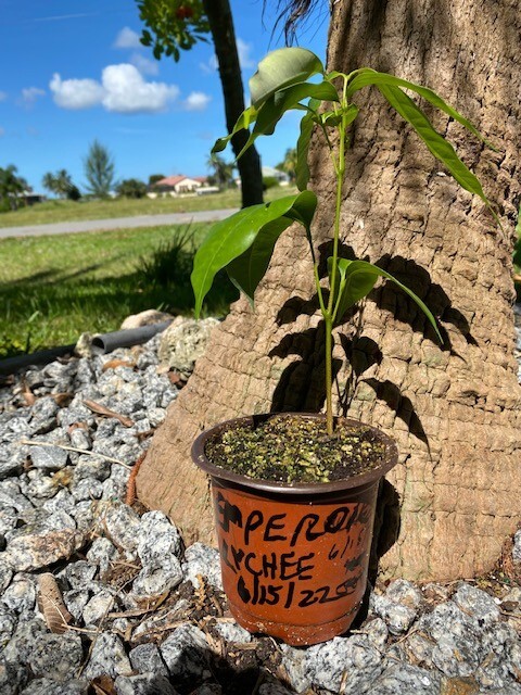 RARE EMPEROR LYCHEE SEEDLINGS VERY HEALTHY 6 TO 8 INCHES TALL.(LITCHI ...