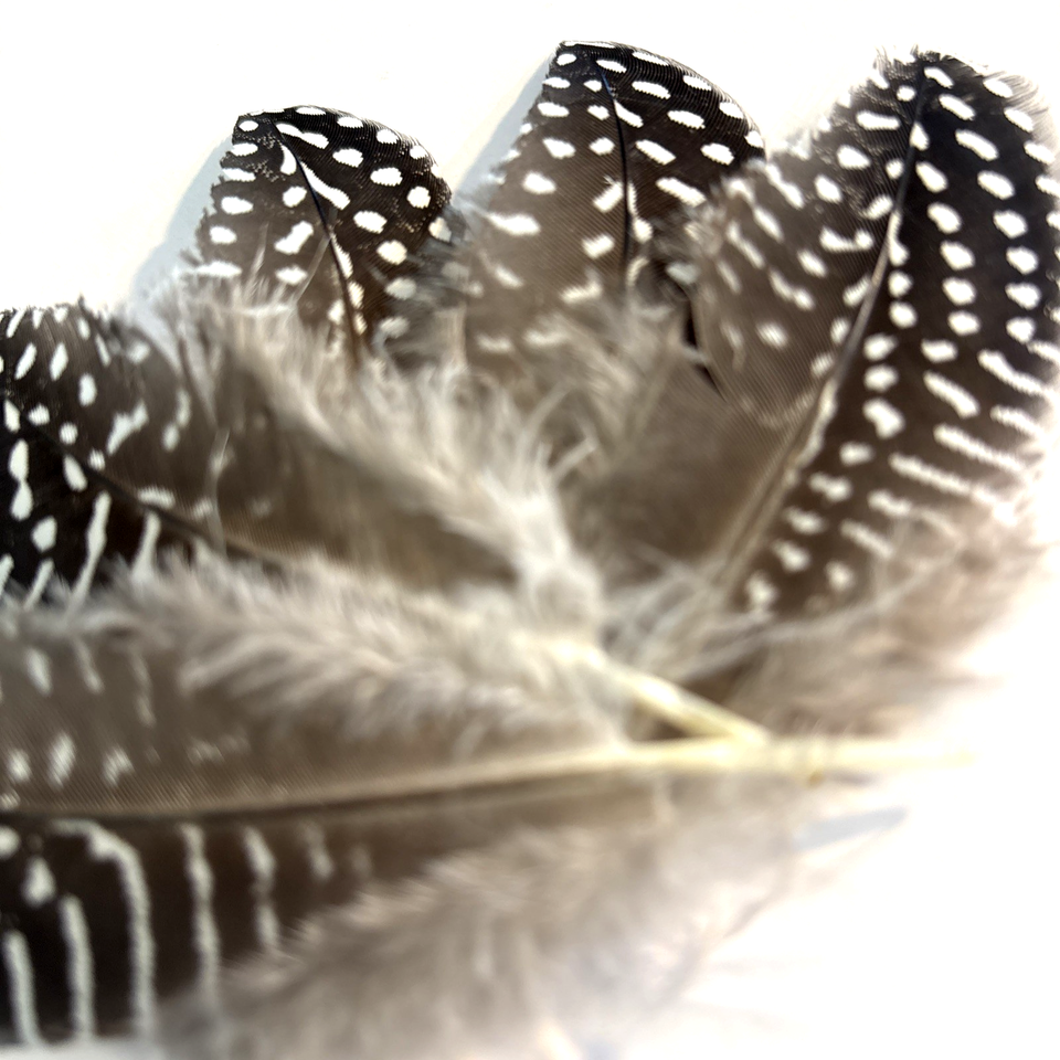 6pcs Black White Spotted Guinea Fowl Feathers 10cm DIY Art Craft ...