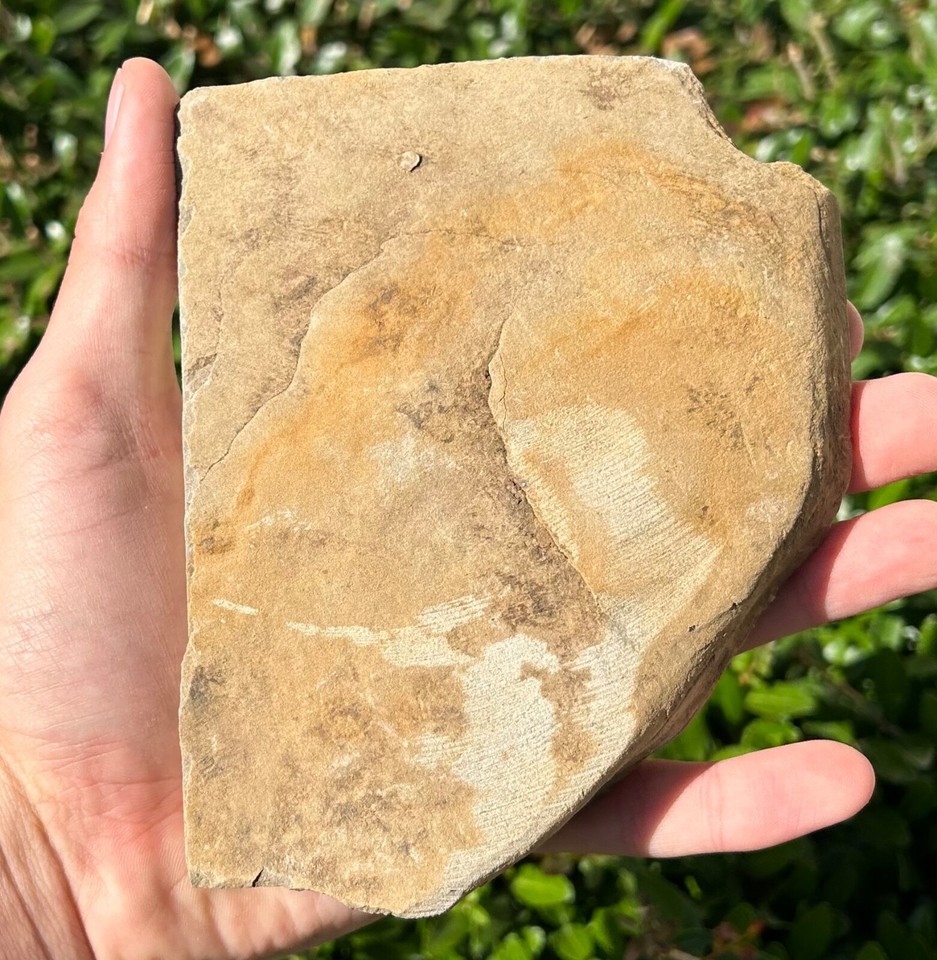 SUPERB Fossil Crinoids & Archimedes Screw Multi Plate Alabama Bangor ...