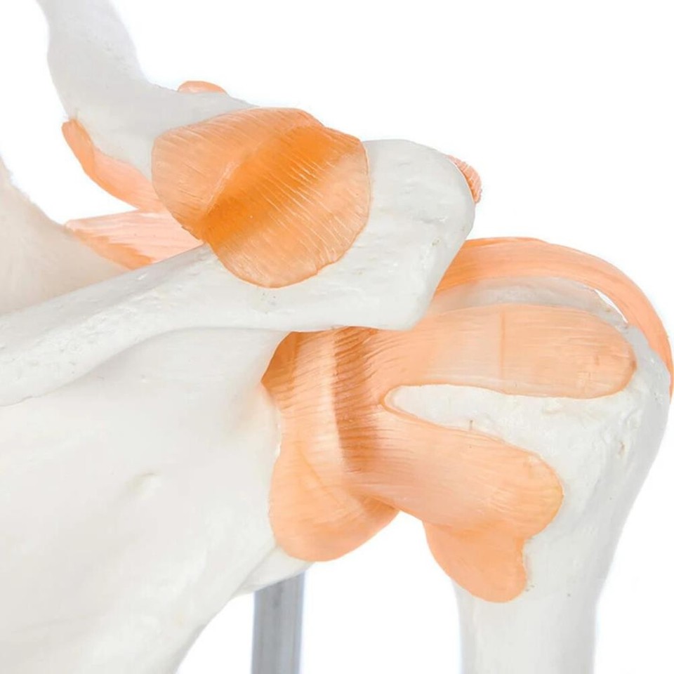 1:1 Medical Shoulder Anatomy Model with Functional Ligament Life Size ...