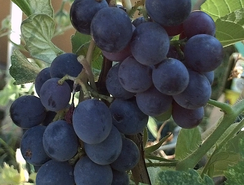Concord Grape Clusters