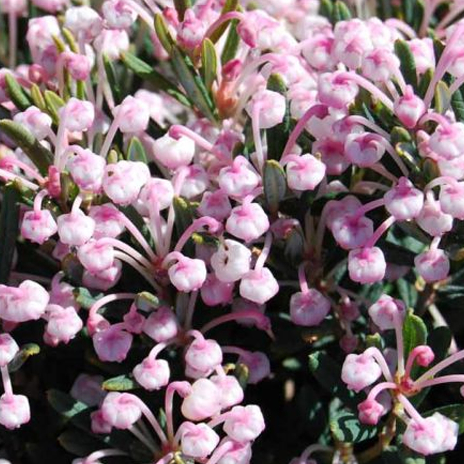 Andromeda polifolia Compacta - Bog Rosemary | Evergreen Garden Plant in ...