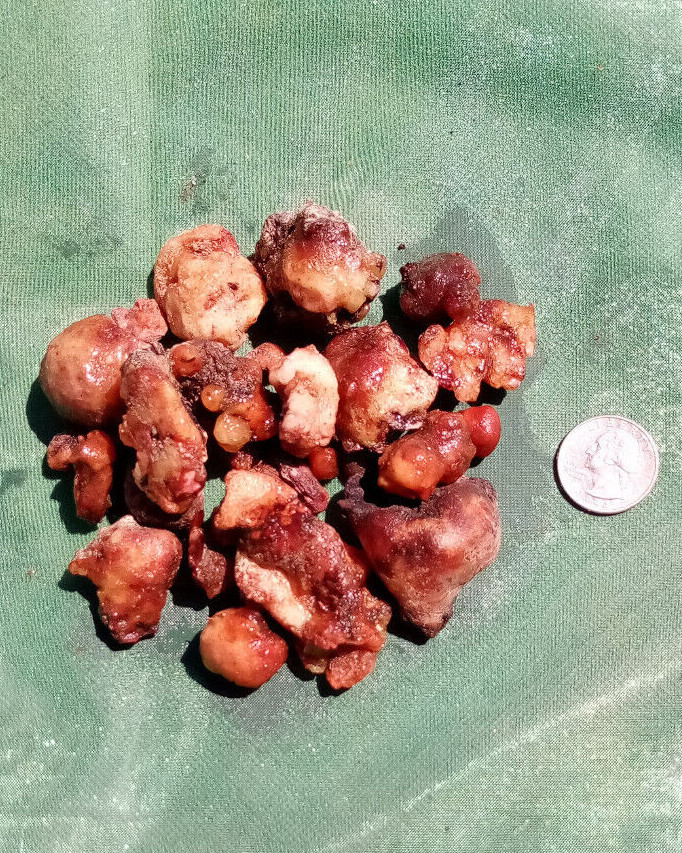 Piñon Pine Tree Sap/Resin/Pitch from SW New Mexico 1oz.-2lb. Incense ...