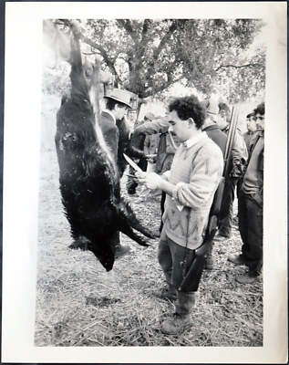 Vintage Press Photo Hunter with Wild Boar 1984 Ft 2103 - Print 24x30 cm ...
