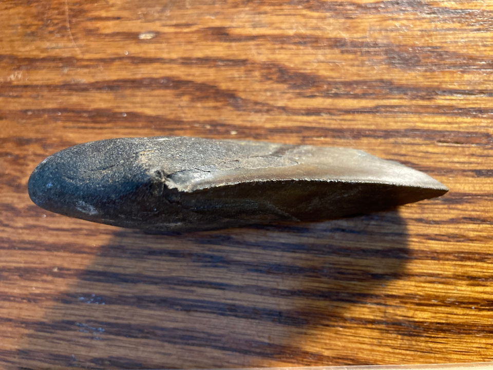 MEGALODON SHARK TOOTH ROOT SECTION WITH DISPLAY CASE and LABEL - North ...