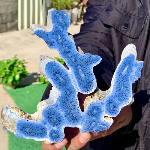 375G Natural Blue Coral Reef Cluster Marine Mineral Crystal Specimen | eBay