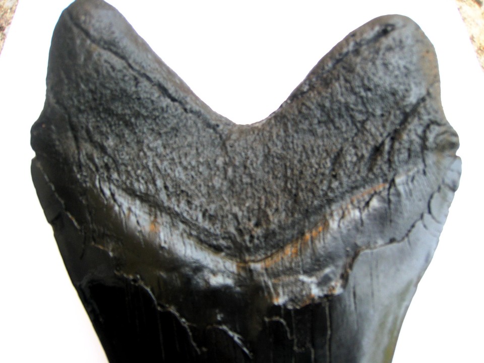 7 INCH LONG MEGALODON TOOTH REPLICA BIG FOSSIL GIANT RELIC TEETH HUGE ...