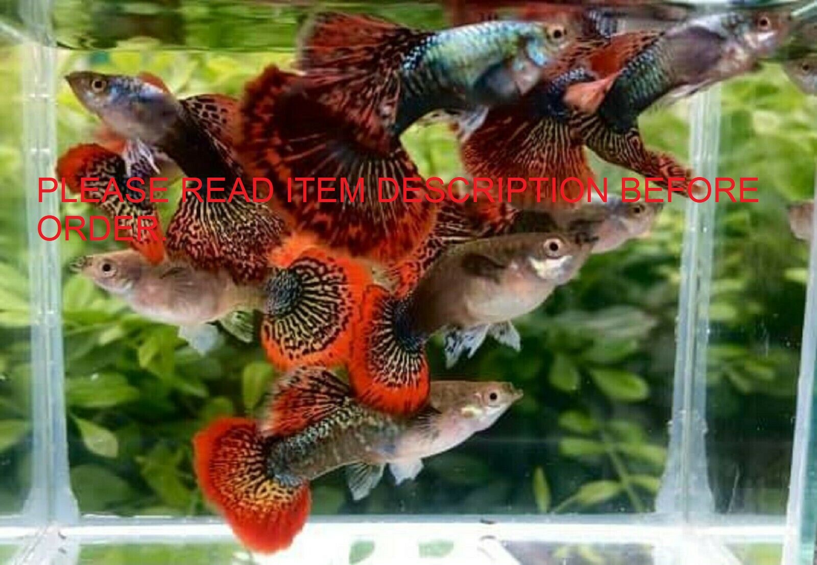 Guppy Fish Breeding Video