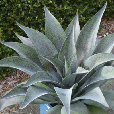"Aztec King" Mangave STARTER Plant Agave & Manfreda Hybrid Big Boy ...