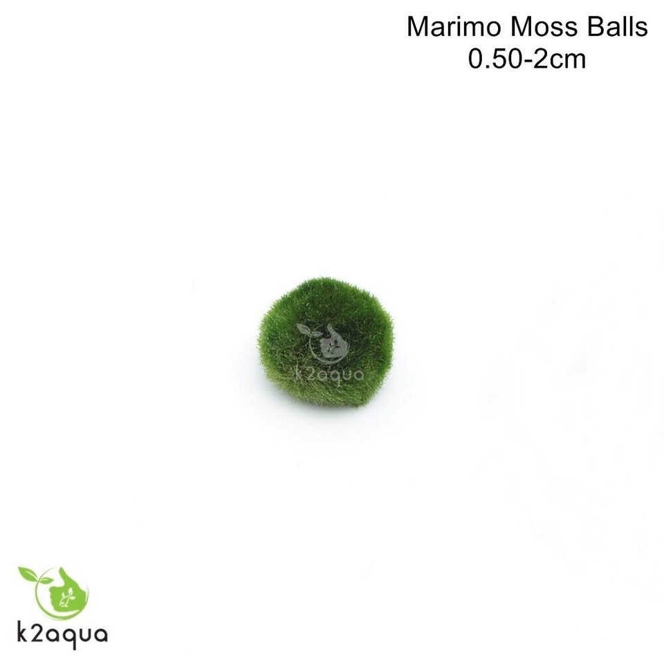 ALL sizes MARIMO MOSS BALLS Cladophora live aquarium plant fish tank ...