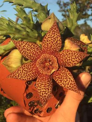 Orbea Lepida 3.5" Potted Plant - WELL ROOTED - Stapelia Lepida | eBay