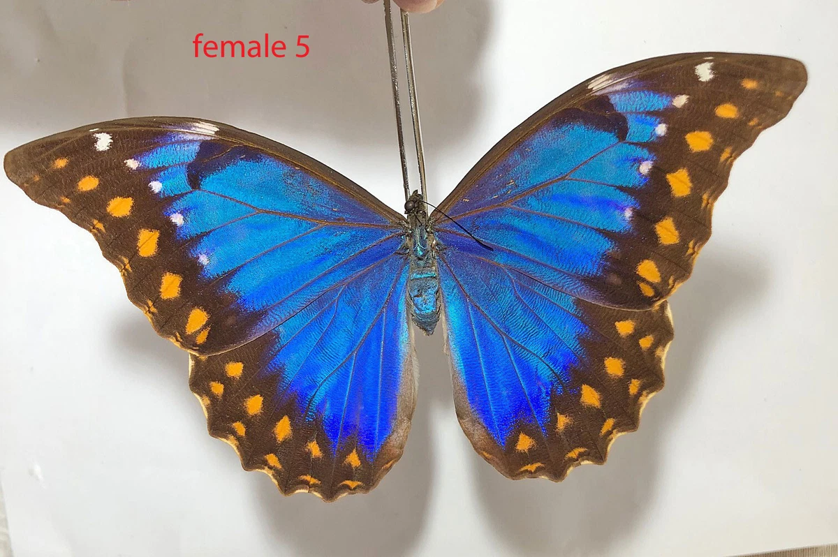 Morpho Anaxibia