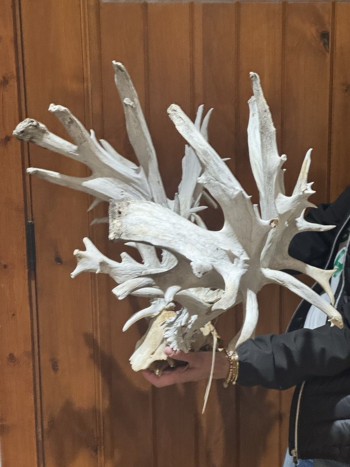 Giant 323 Whitetail Deer Antler Rack Skull Taxidermy Mount Cabin Decor ...