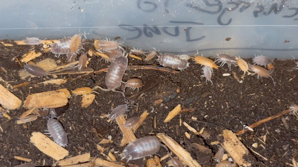 100+ Mixed Isopods Combo – With springtails. | eBay