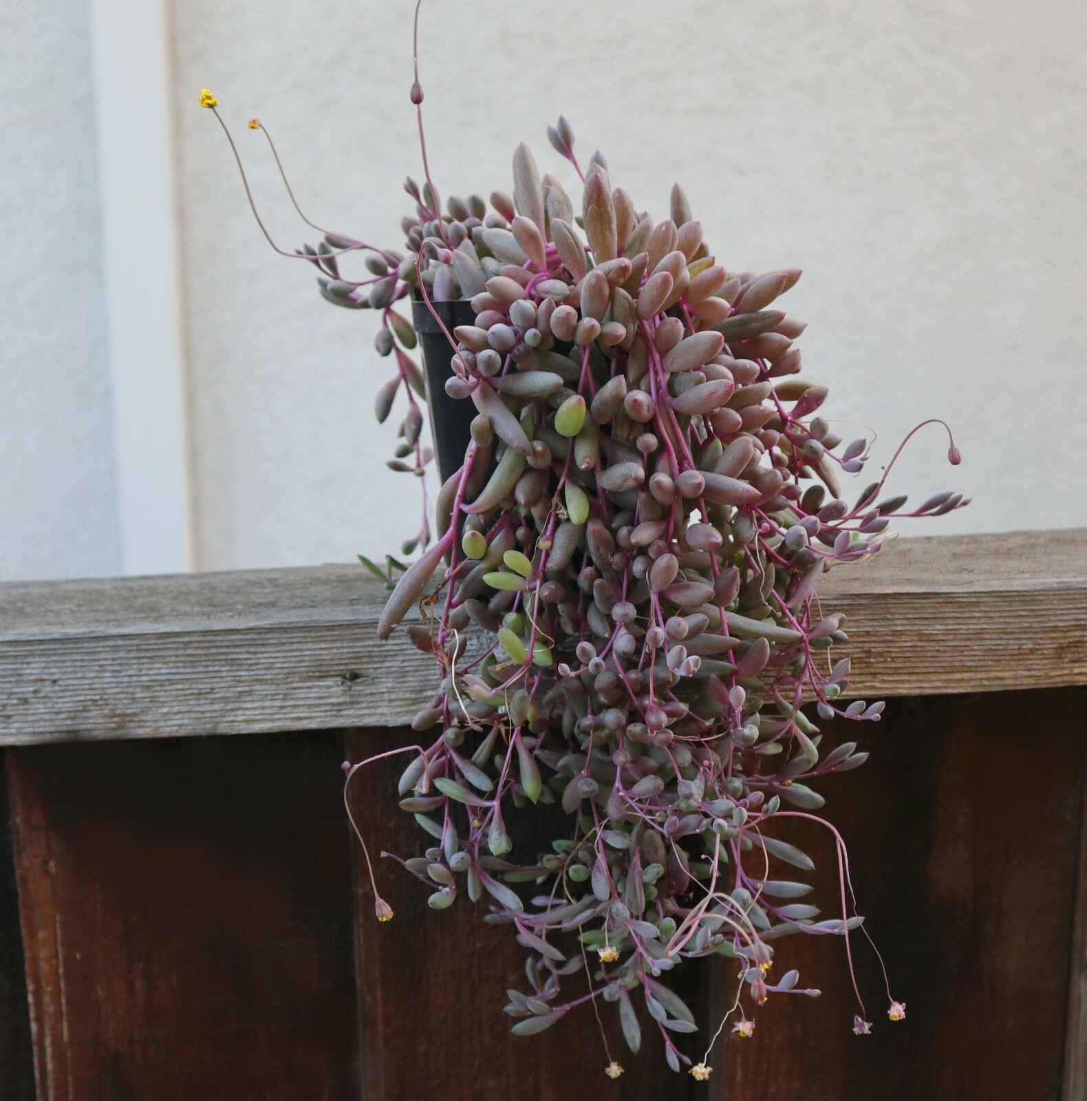 3 UNROOTED 4'' Cuttings String of Pickles Crassothonna capensis Ruby ...