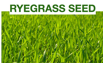 Ryegrass Lawn Seed Blend 1kg-10 kg Fast Germinating - Lawn Seed ...
