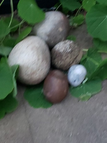 5+ Large Round Boulders Decrative Garden Rocks Hand Picked From Indian ...