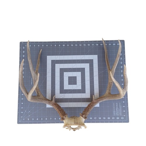 Big 5 x 5 Montana MULE DEER RACK antlers whitetail shed taxidermy decor ...