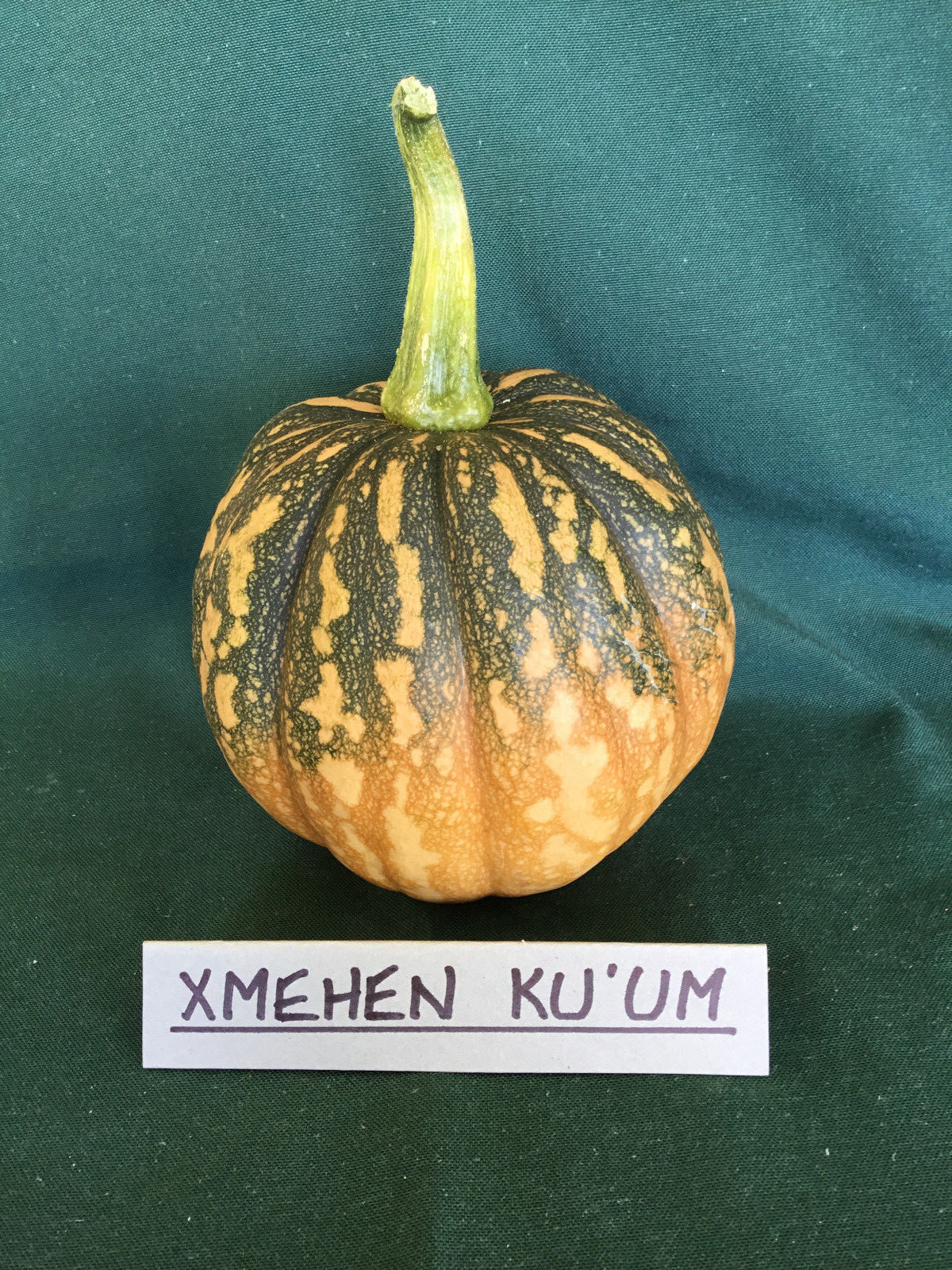 Pumpkin XMEHEN KU'UM-Pumpkin Seeds-TASTY, SMOOTH & PROLIFIC-Min 10 ...