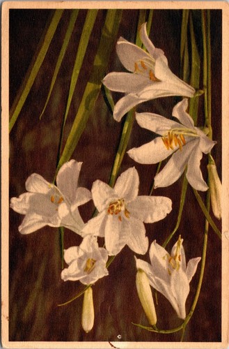 Vintage Alpine Lily Postcard 1755 Printed in Switzerland Floral Art | eBay