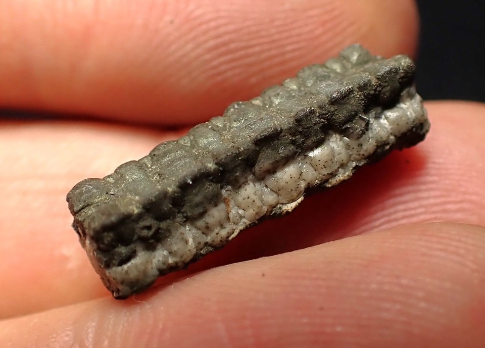 Detailed crinoid stem fossil Pentacrinites (22mm) Charmouth Jurassic ...