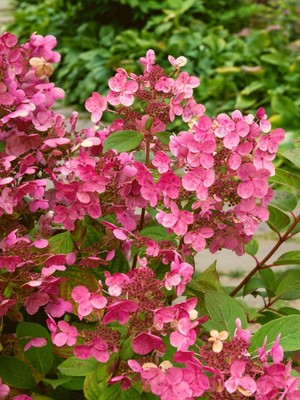 Rispenhortensie 'Living Infinity' ® | Hydrangea paniculata 'Living ...