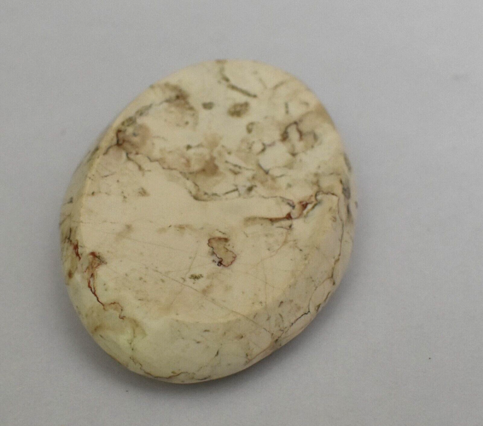 Shellfish Fossil Ancient Seabed Blue Ridge Mountains North Carolina ...