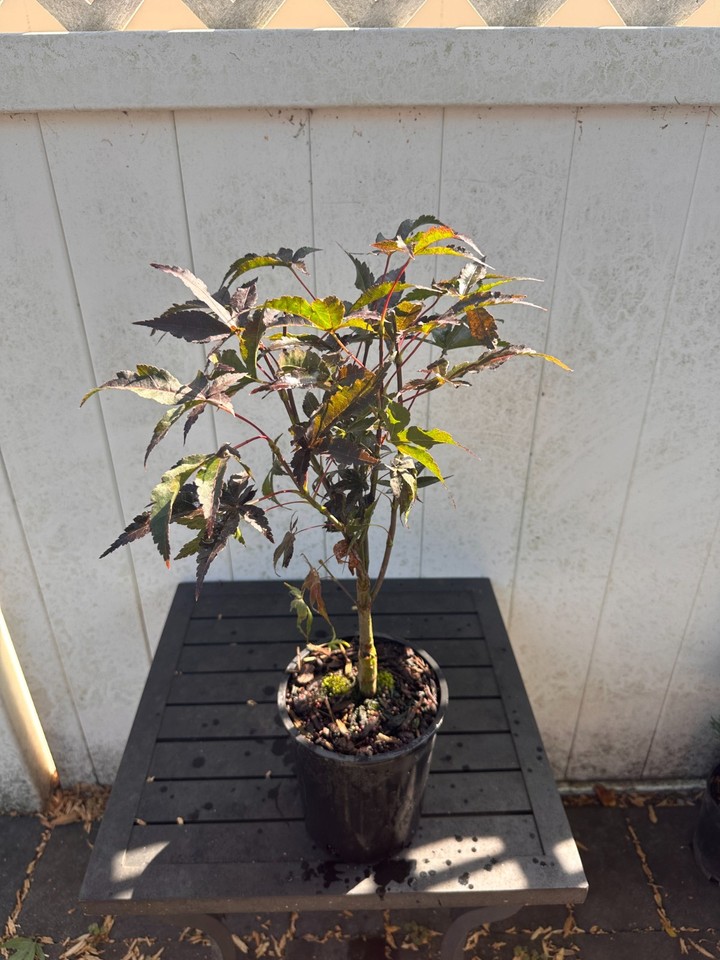 Acer palmatum "Rhode Island Red" rare Japanese maple large tree full #1 ...